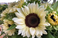 Sunflower Pro-Cut White Nite Seeds – Gran's Garden Seeds