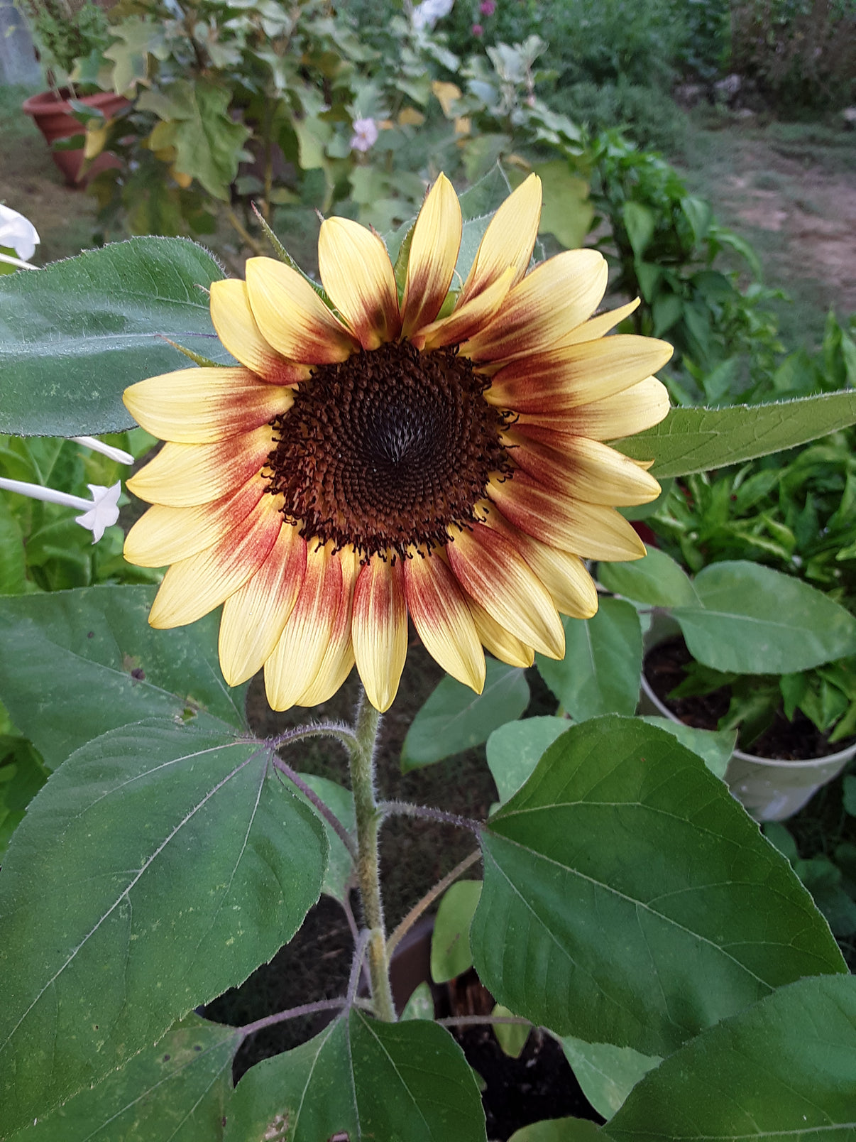 Sunflower Pro-Cut Bicolor Red Lemon – Gran's Garden Seeds