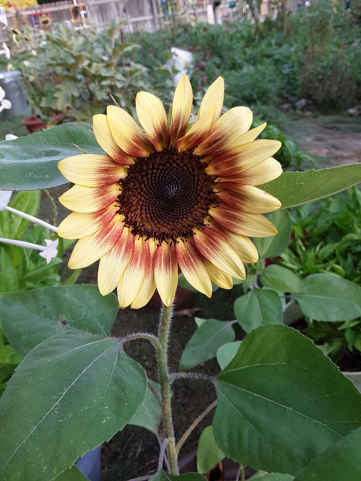 Sunflower Pro-Cut Bicolor Red Lemon – Gran's Garden Seeds