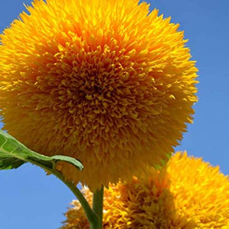 Sunflower Sungold Seeds – Gran's Garden Seeds