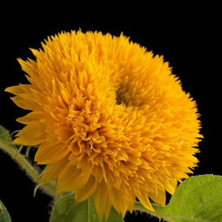 Sunflower Sungold Seeds – Gran's Garden Seeds