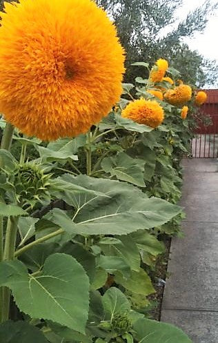 Sunflower Sungold Seeds – Gran's Garden Seeds