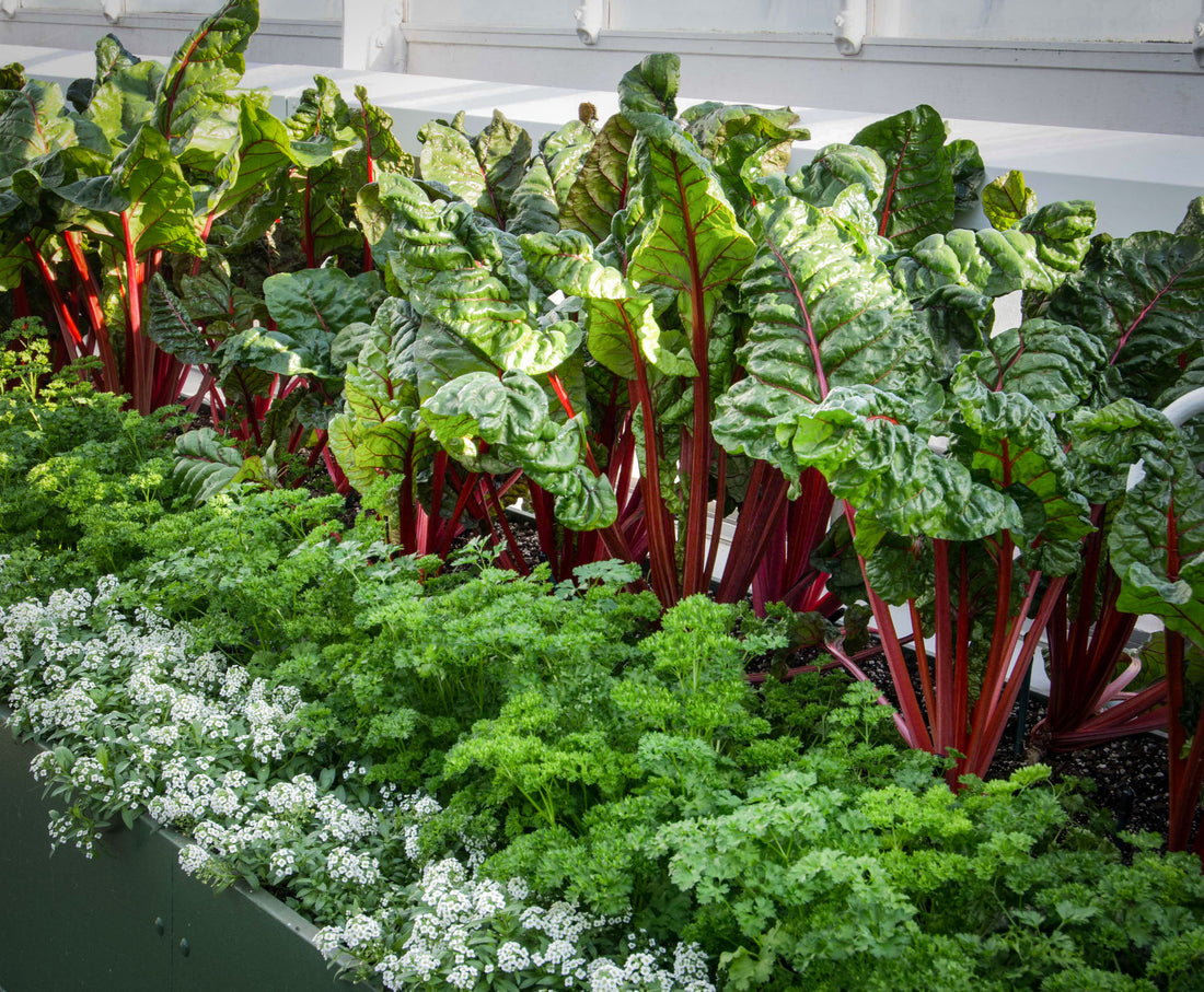 Chard, Red Swiss Chard Seeds – Gran's Garden Seeds