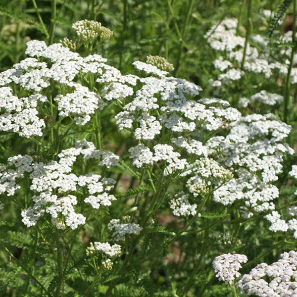 Yarrow, White Common Yarrow Seeds – Gran's Garden Seeds