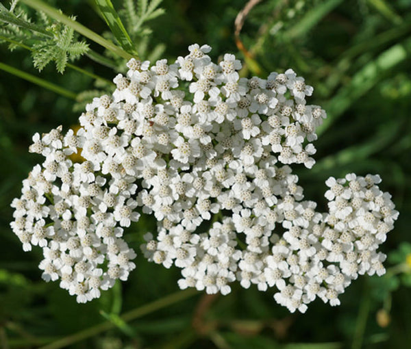 Yarrow, White Common Yarrow Seeds – Gran's Garden Seeds