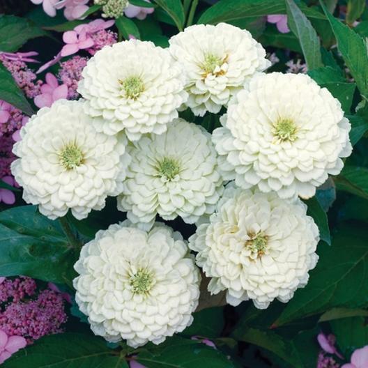 Zinnia Polar Bear Seeds – Gran's Garden Seeds