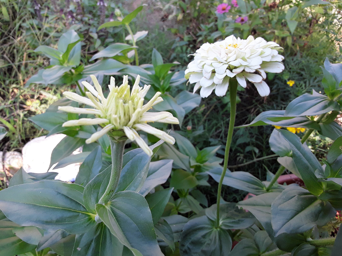Zinnia Polar Bear Seeds – Gran's Garden Seeds