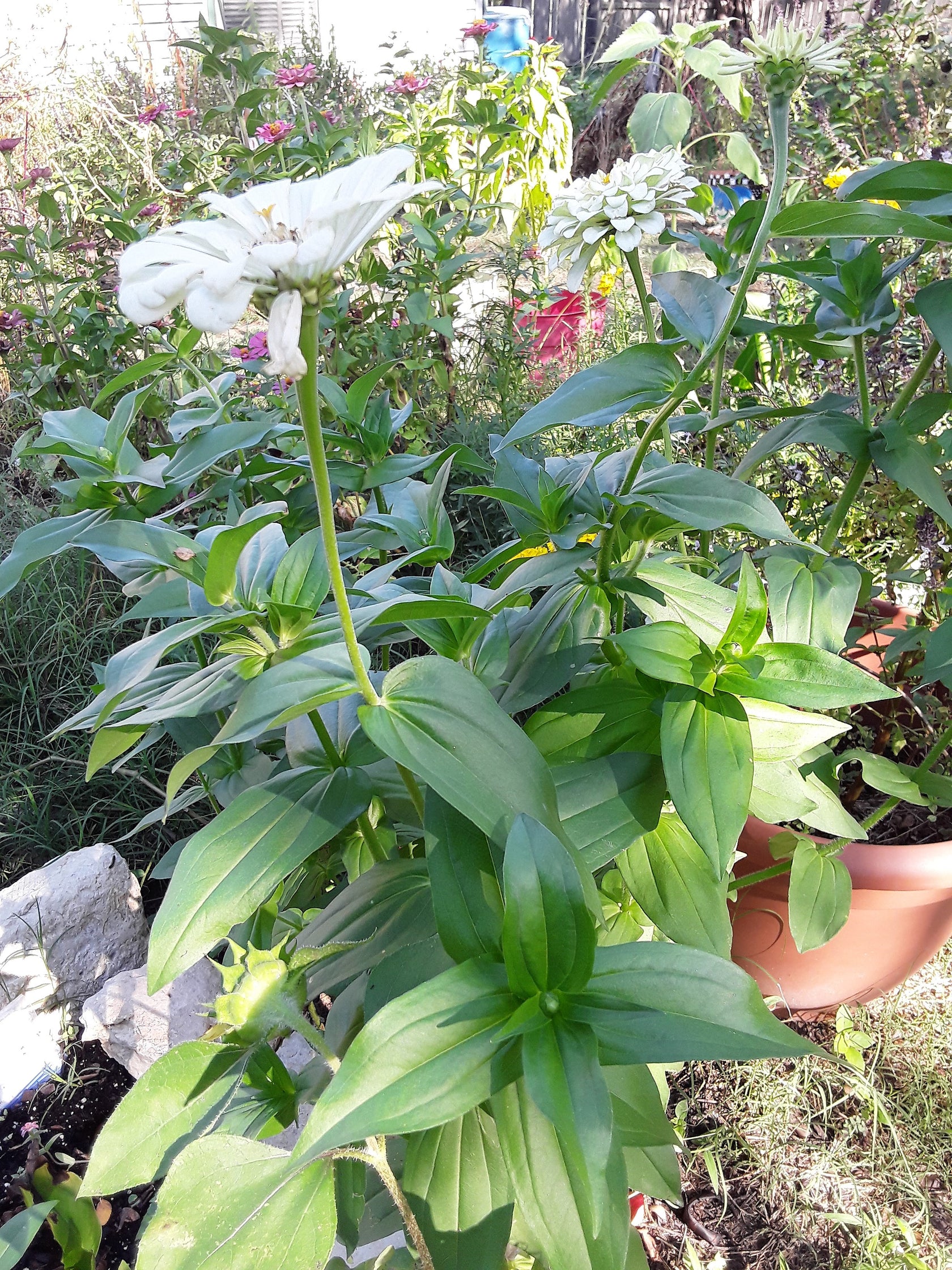 Zinnia Polar Bear Seeds – Gran's Garden Seeds