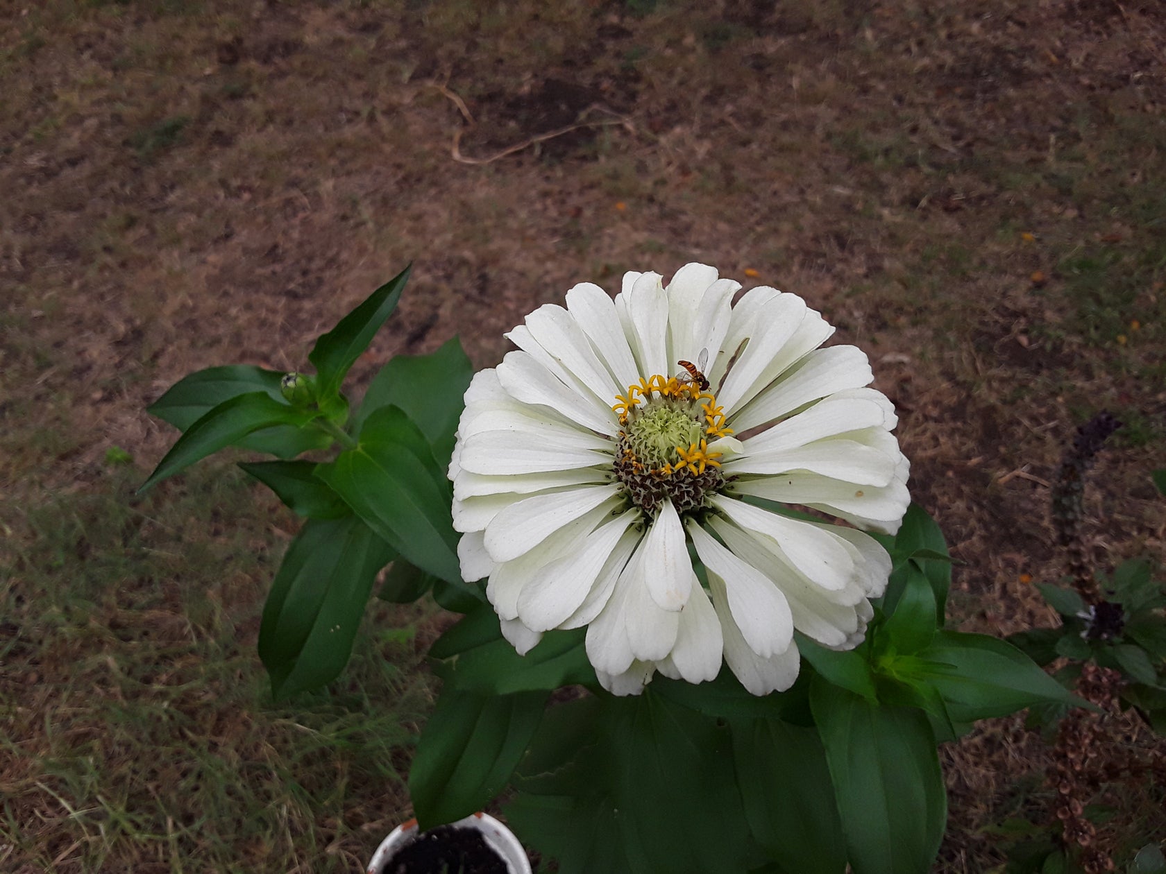 Zinnia Polar Bear Seeds – Gran's Garden Seeds