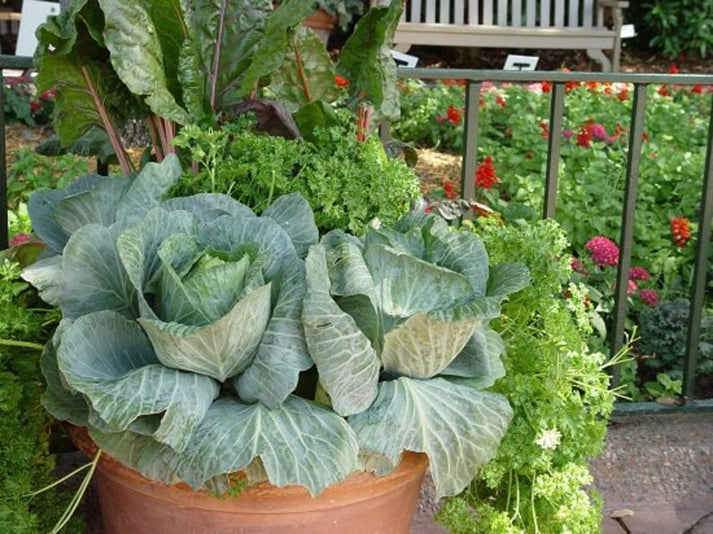 Cabbage Seeds, Early Round Dutch Cabbage – Gran's Garden Seeds
