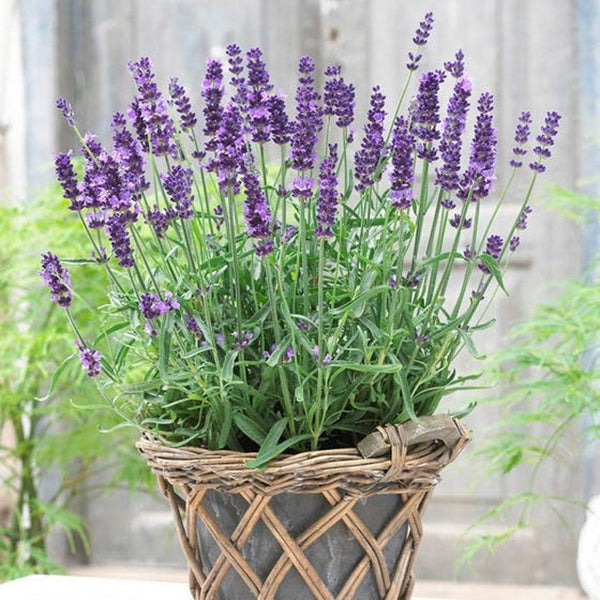 Lavender, English Lavender Seeds – Gran's Garden Seeds