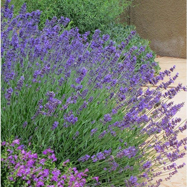 Lavender, English Lavender Seeds – Gran's Garden Seeds