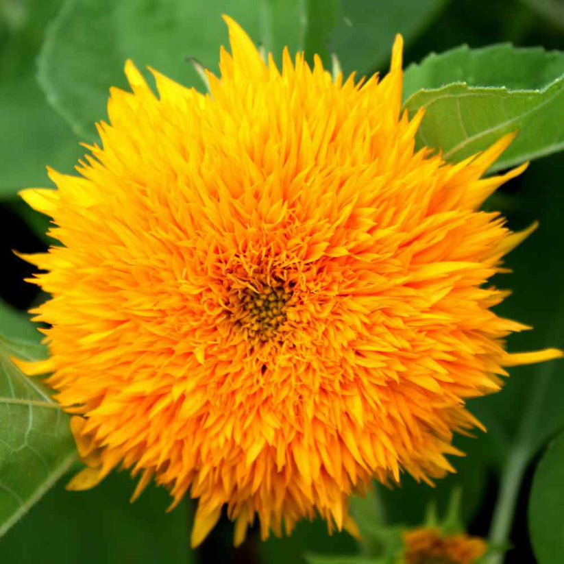 Safflower, Yellow Safflower Seeds – Gran's Garden Seeds