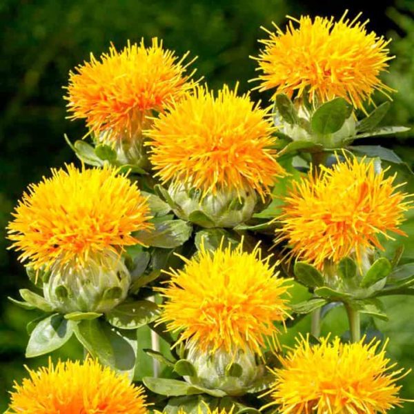 Safflower, Yellow Safflower Seeds – Gran's Garden Seeds