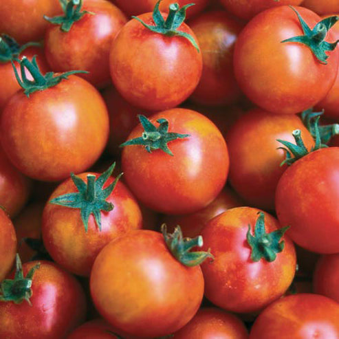 Tomato Seeds, Isis Candy Cherry Tomato – Gran's Garden Seeds