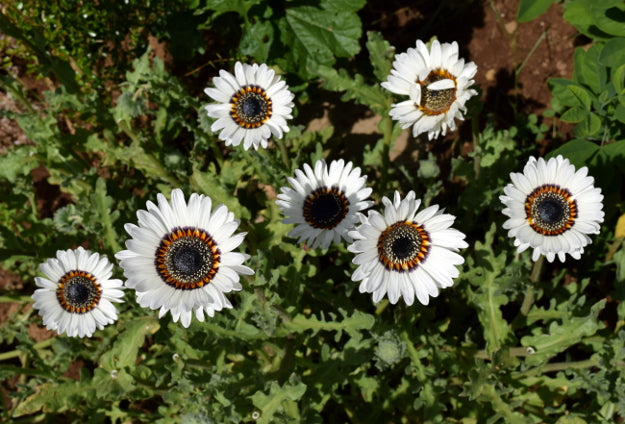 Daisy, Venidium Seeds, or Cape Daisy White – Gran's Garden Seeds